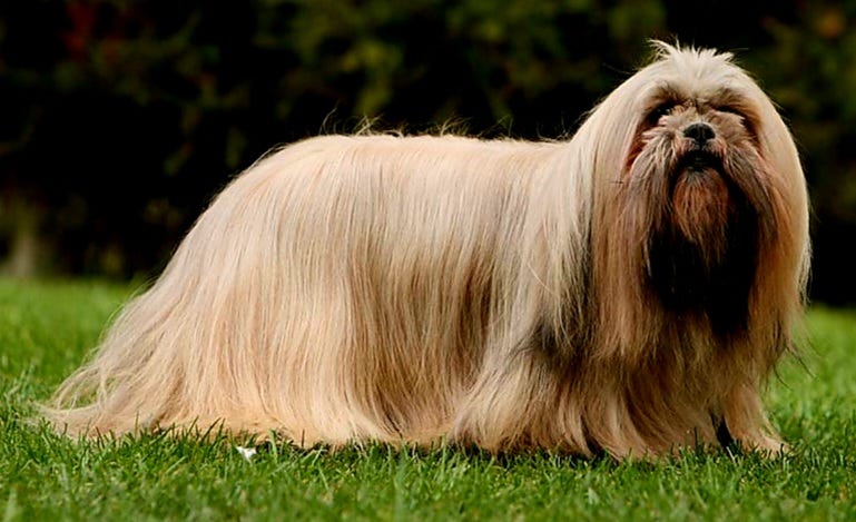 Characteristics of the Lhasa Apso dog as a pet | by A girl in search of ...