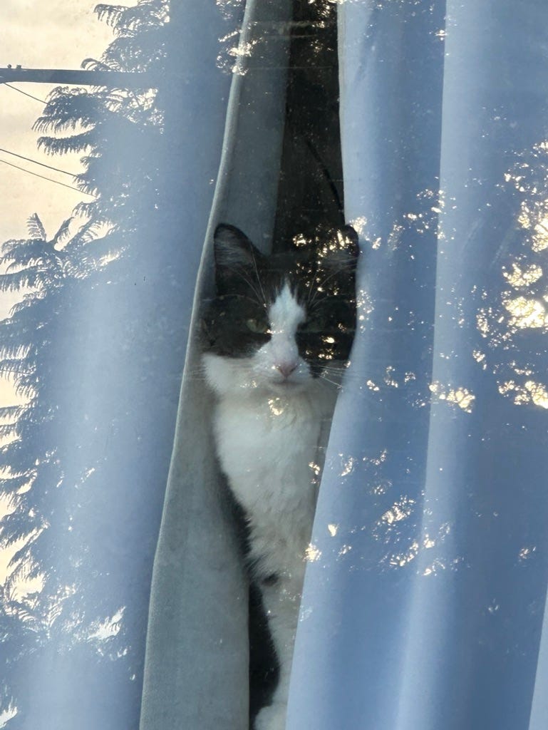Strange Cats in Windows. Cute and suspicious | by Mark Tulin | Picture ...