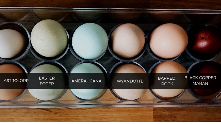 What Colour eggs do Barred Rock chickens lay? - Sweeny jane - Medium