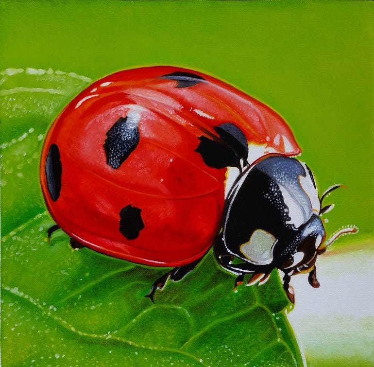 How Does a Ladybug Fly? - Honey On Za - Medium
