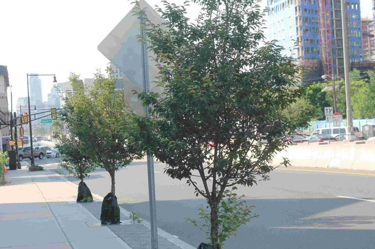 Jersey City Tree Removal: Ultimate Guide for Homeowners | by Danny ...