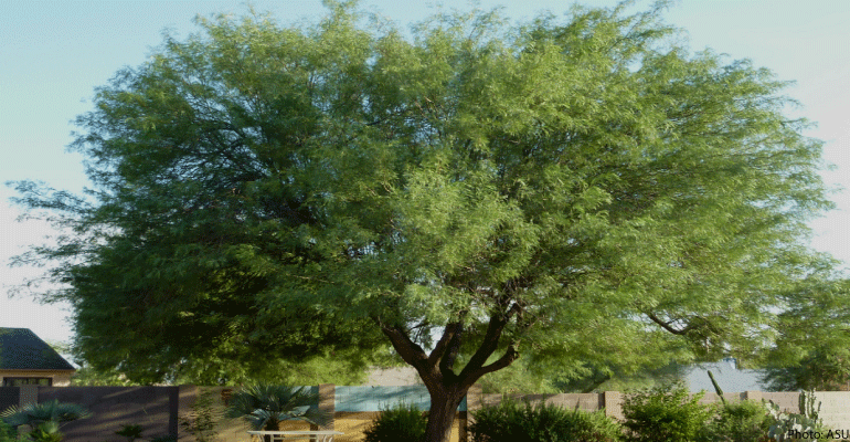 Life in the Desert — Trees for Semi-Arid Spaces | by Maddie H. | Medium