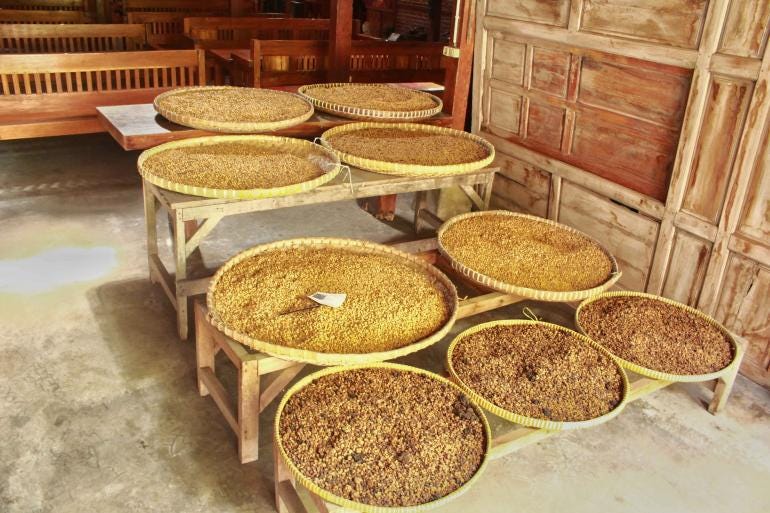 Kopi Luwak Mataram — digested coffee beans | by Rosa No Mundo | Medium