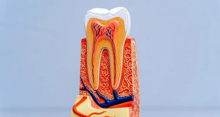 Root Canal Treatment in Chandigarh: Restoring Dental Health with ...