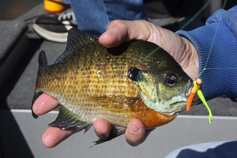 Your Guide to Southern Fishing — a guide for the new anglers | by Scott ...