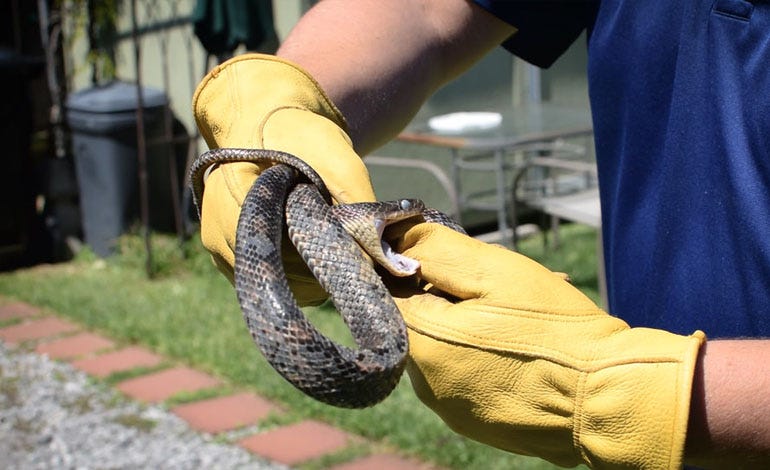 Snake Control in Dubai: Tips for a Safe Living Environment | by Expert ...