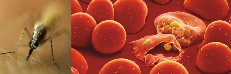 Malaria Cell Detection Using Convolution Neural Networks Cnn By 4535