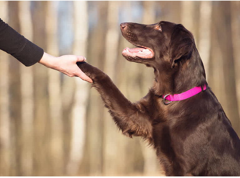From Ordinary to Extraordinary: Witness Your Dog’s Epic Transformation ...