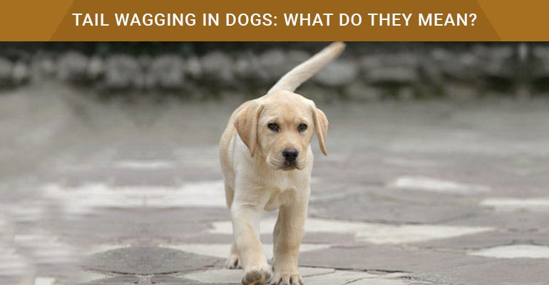 What Does Wagging The Dog Mean