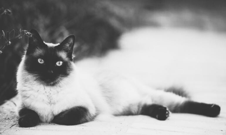 Ese gato. Se llamó Mishtum — nombre que todo… | by Élmer L. Menjívar ...
