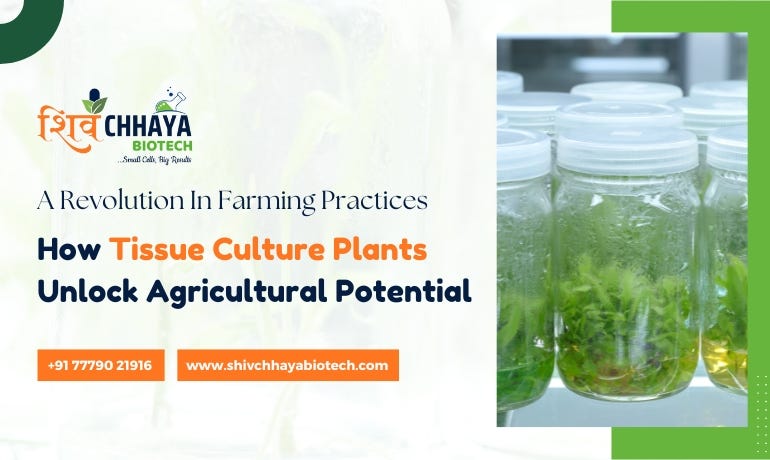 A Revolution In Farming Practices: How Tissue Culture Plants Unlock ...