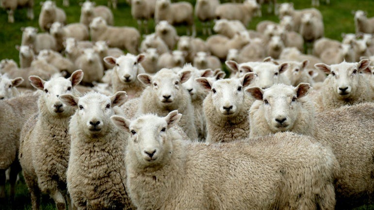 Our Sheepish Nature. Looking at human behavior through wooly… | by Econ ...