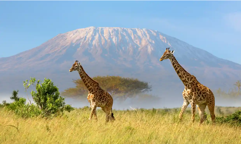 Kwanini Mlima Kilimanjaro upo Tanzania na sio Kenya? | by Msafiri R ...