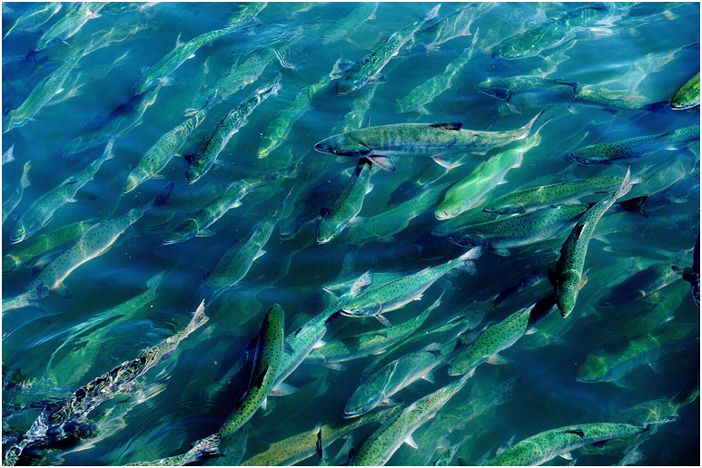 The Trace Elements in Fish and Caviar are Almost Impossible to Replace ...