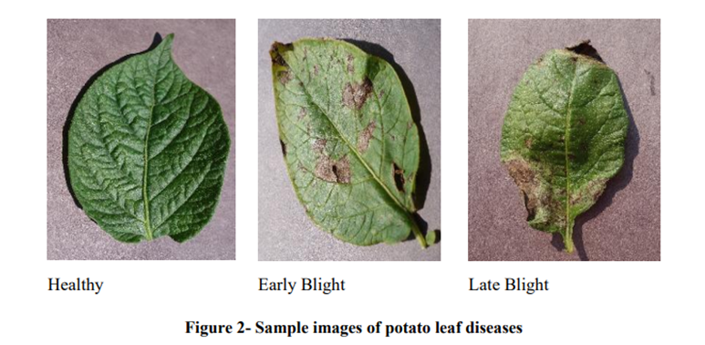 Potato Plant Leaf Disease Detection Using Deep Learning Method By