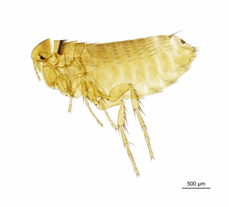 The Flea by John Donne: Analysis | by Flea Treatment | Jun, 2023 | Medium The Flea by John Donne: Analysis | by Flea Treatment | Jun, 2023 | Medium