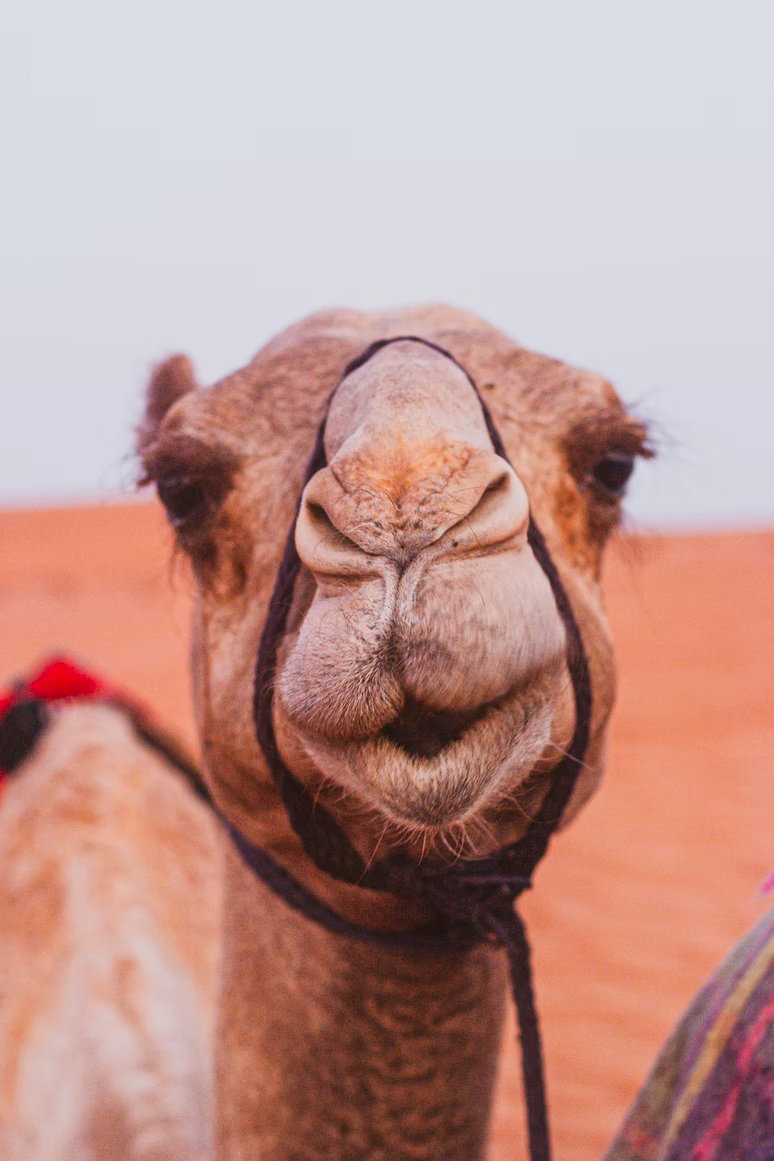 A kebab, a camel, and Pascal walked into a codespace… | by Sam ...