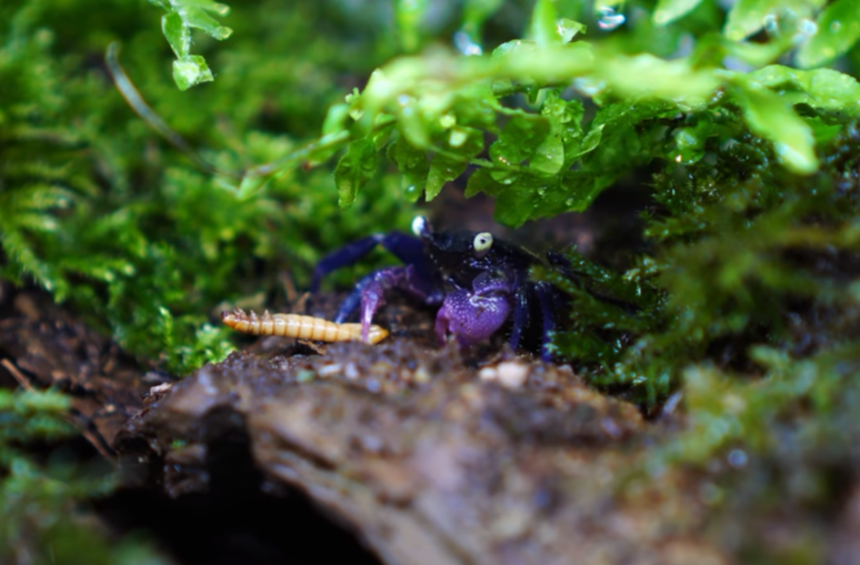 Creating a BIOTOPE for Vampire Crabs. (Step by Step) | by ...