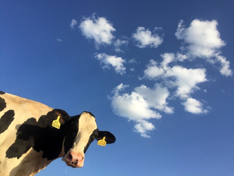 Cow Burps and Seaweed Solutions. In this short, yet informative TED ...