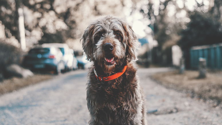 Princípios para pastorear animais | by TUPORÉM | TUPORÉM