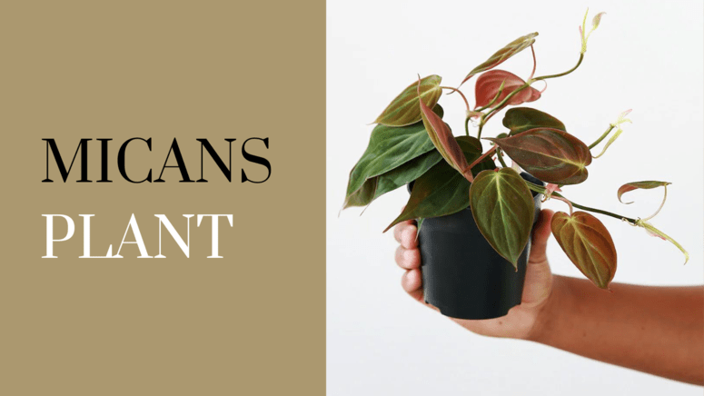 How to Grow and Care for Micans Plant? - Webwarq - Medium