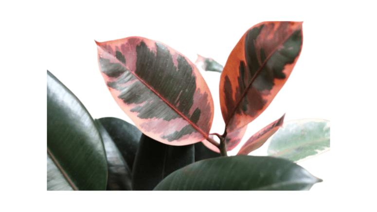 Pink Rubber Plant: The Crown of Your Indoor Garden | by Webwarq | Sep ...
