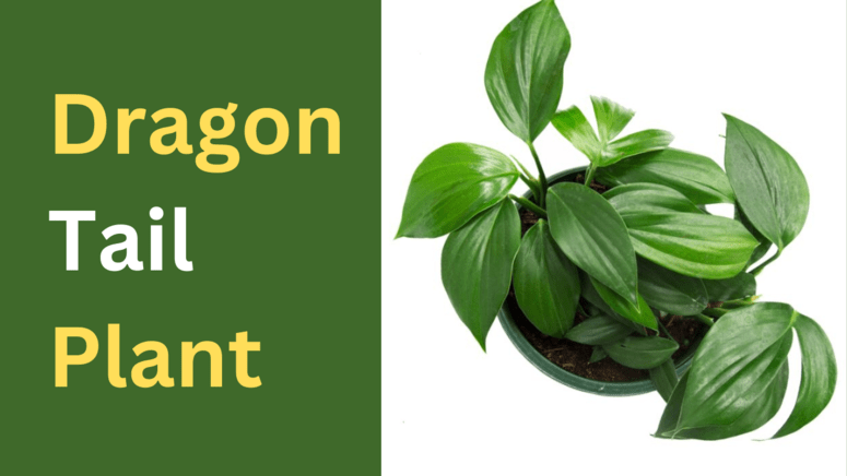 How to Grow and Care for Dragon Tail Plant in Your Home? - Webwarq - Medium