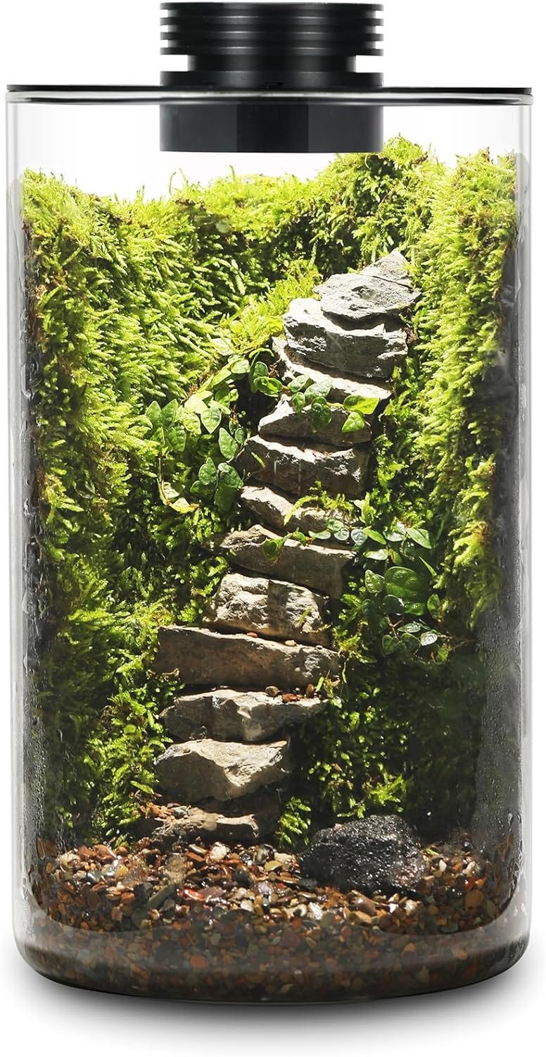 Desktop Glass Plant Terrarium Review | by James Glover | Aug, 2024 | Medium