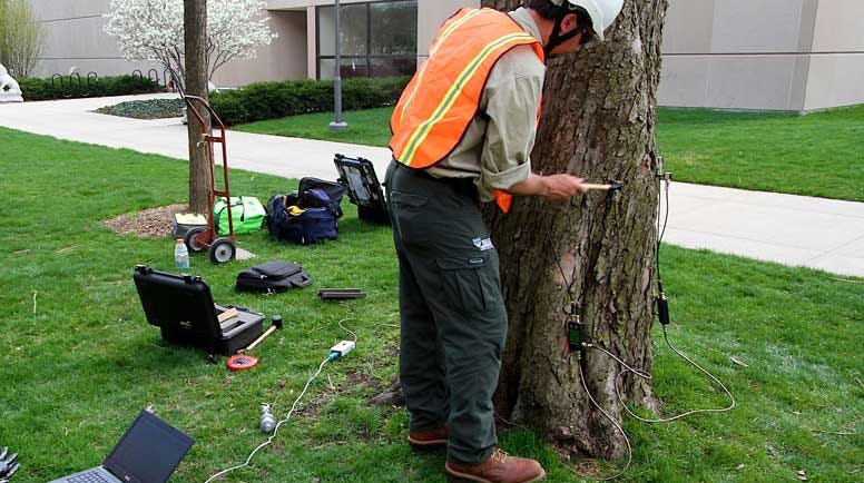 What you Need to Know to Keep a Healthy Tree | by tree-healthcare ...