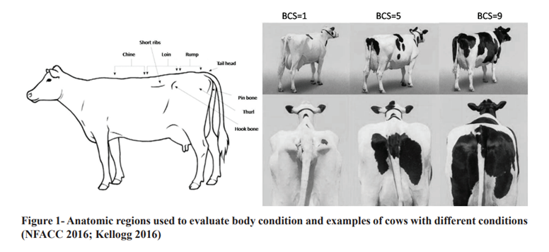 Determination of the Body Condition Score and Its Relationship with ...