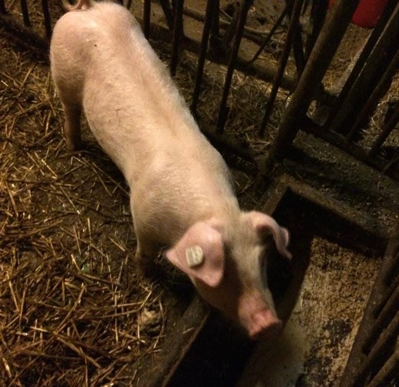 If You Owned A Pig, Would You Call It Napoleon? | by Janice Macdonald ...
