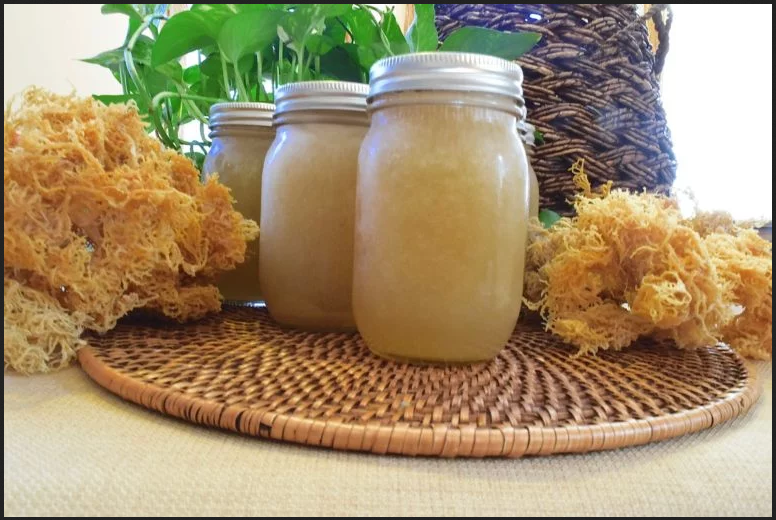 Let’s Talk About Sea Moss. Sea moss is a marine superfood with a… | by ...