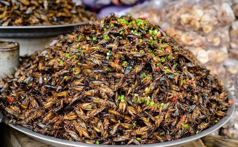 College Cuisine: Cambodian Fried Crickets | by Koby Parry | The Herald ...