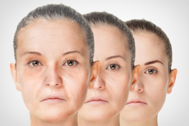 How Different Organs Handle Aging: Insights into Repair and ...
