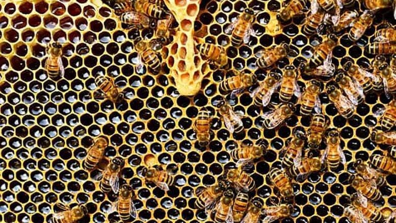 Unveiling the Sweet Secret: Exploring the Wonders of Manuka Honey | by Mudassarrafique | May ...
