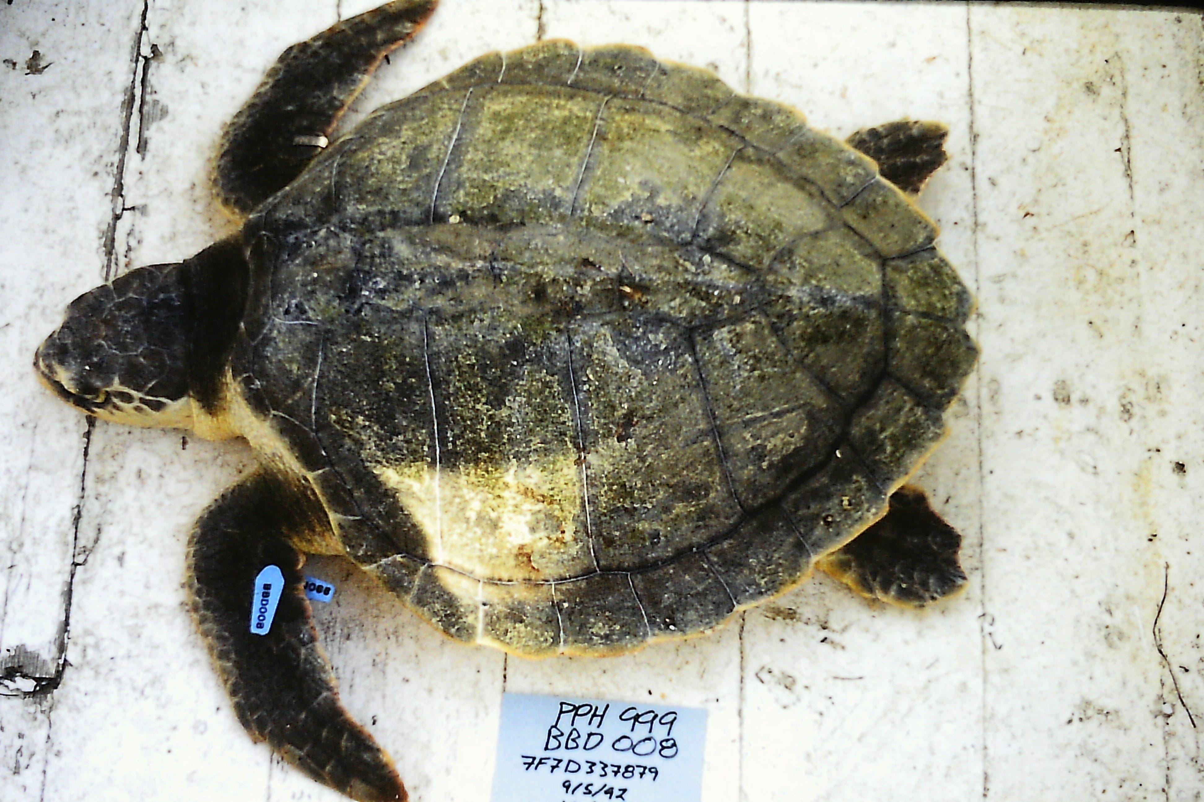 Kemps Ridley Sea Turtle Shell