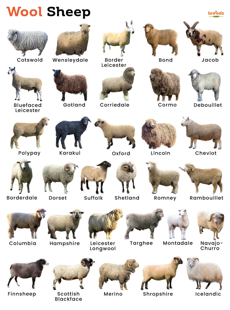 #17 What are the key facts to know about the global wool industry in ...