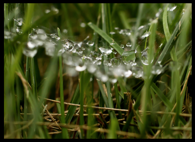Diamonds and Dew. Words and Photography by Ted Lyddon… | by Pollinate ...