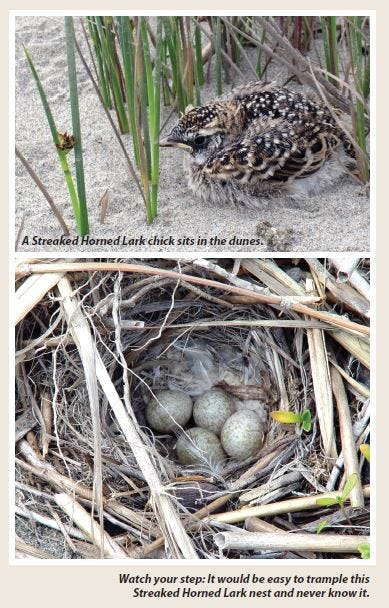 When is Bird Nesting Season: Ultimate Guide to Timing & Tips - Birds