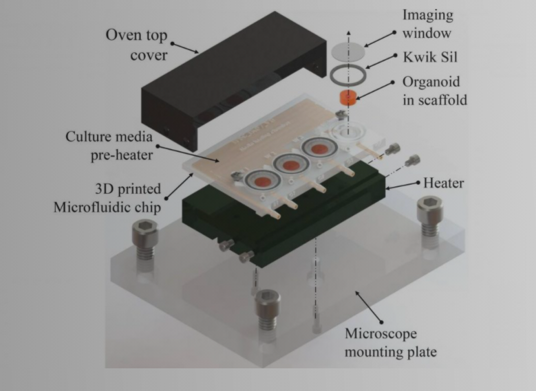 This cheap “microfluidic bioreactor” can grow brain organoids | by ...