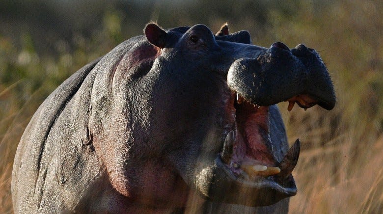 Animals poised to take over the world | by Timothy Mfon Inwang | Medium