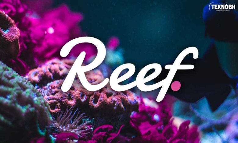 Reef Coin Nedir? Reef Coin Geleceği ️2022 | by teknohcom | Medium