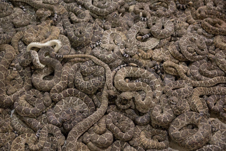 Massachusetts Plans Rattlesnake Colony on Uninhabited Island - Extra ...