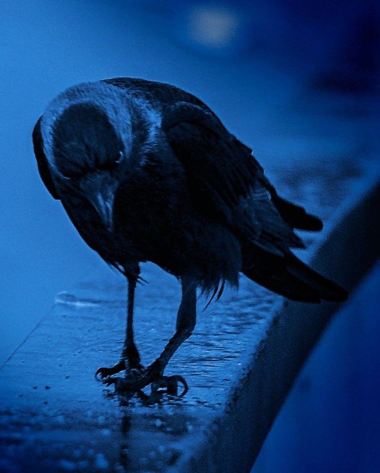 The Shadow on the Shoulder: Why the God of Wisdom Chose the Bird of ...