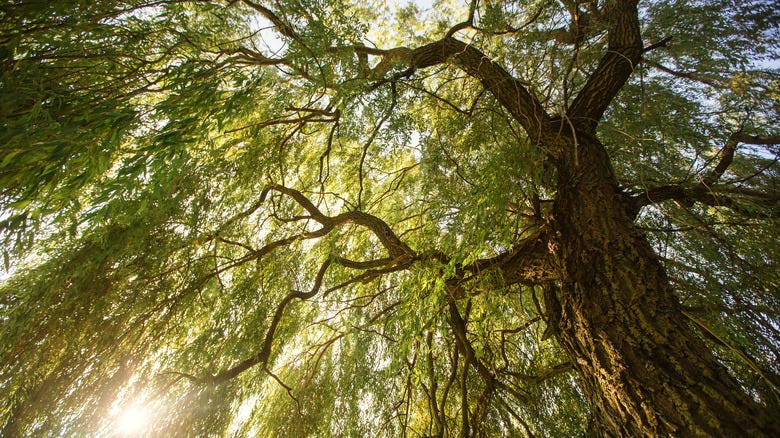 The Willow. My roots have yearned to coddle; my… | by Nicole Hardcastle ...