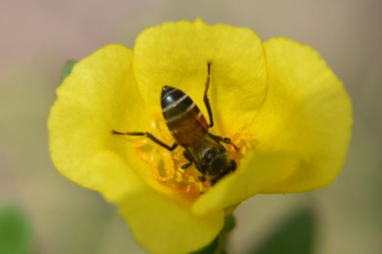 THE LILY AND THE BEE. I am a shy, budding mountain lily And… | by Myrna E. Tejada | Sep, 2023 ...
