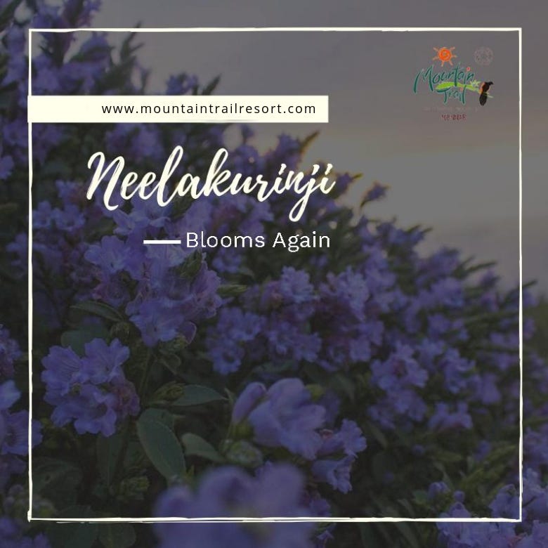 NEELAKURINJI — BLOOMS AGAIN. Ready for a visual treat of the blue… | by ...