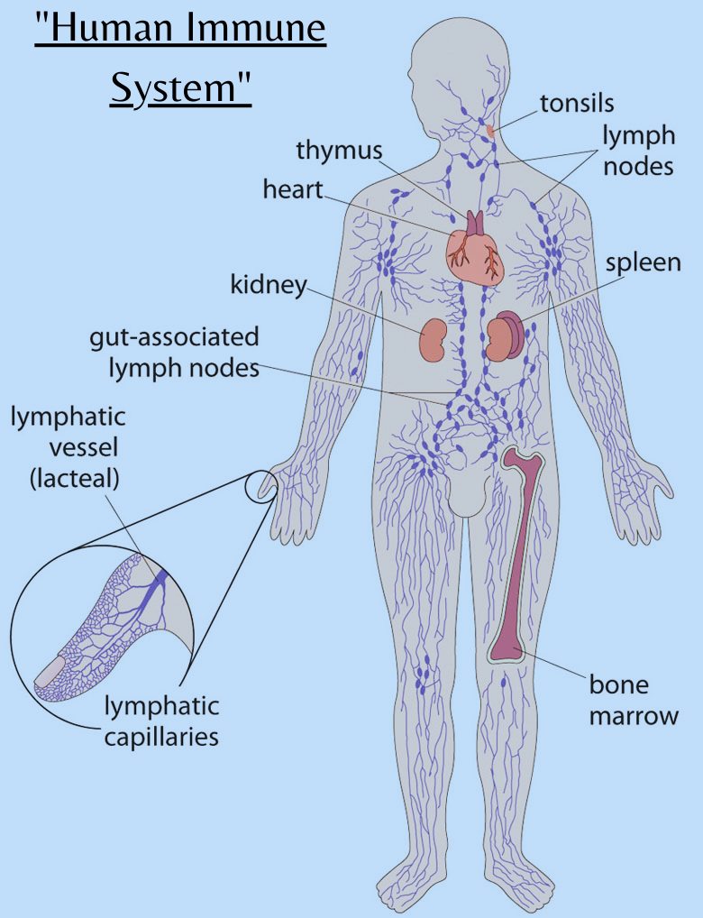 “Human Immune System”. What is the immune system’s mechanism? | by ...