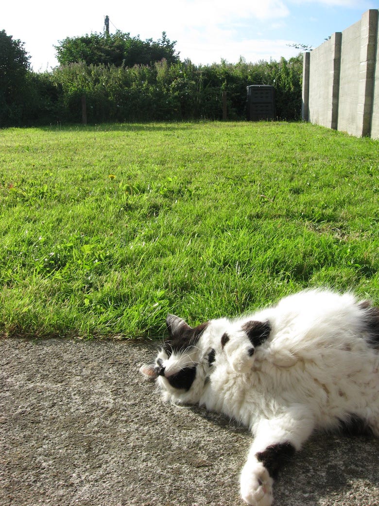 Three Canadian Cats in Cornwall. In May 2014, Molly, Louis and Luciano ...