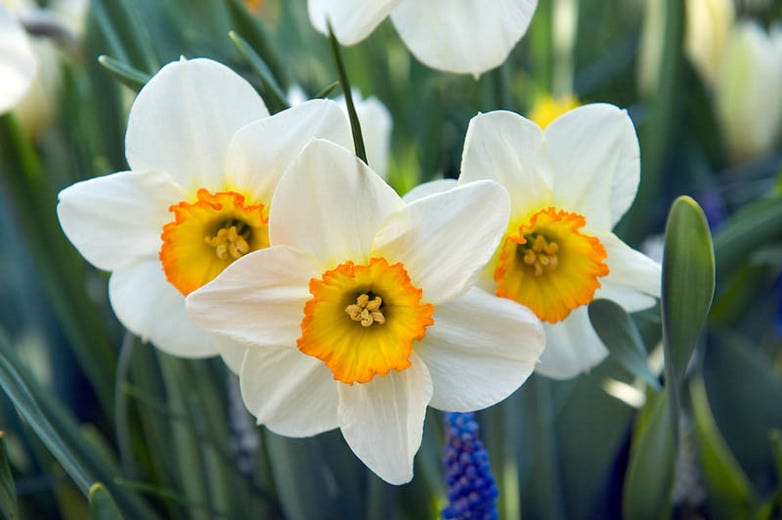 Narcissus Flower Greek Mythology